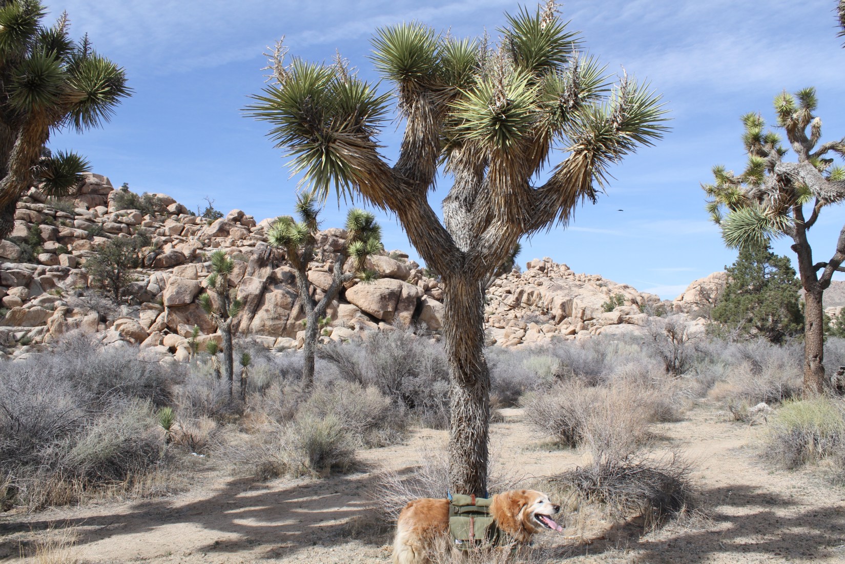 National Barking up a Joshua Tree – The Cranky Camper